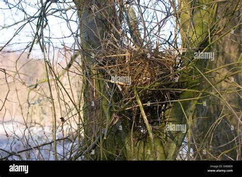 Red Squirrel Eurasian Red Squirrel Squirrel Nest Drey Dray