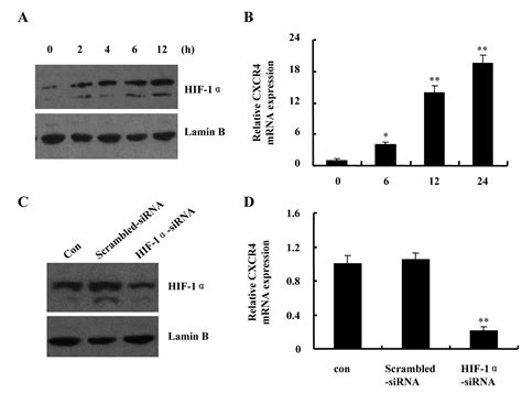 Hypoxia Increases Cx3cr1 Expression Via Hif 1 And Nf‑κb In Androgen