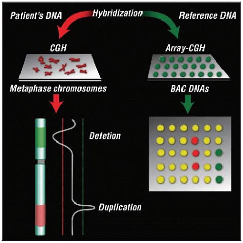 List 95 Wallpaper What Colors Are Used In A Dna Microarray Updated