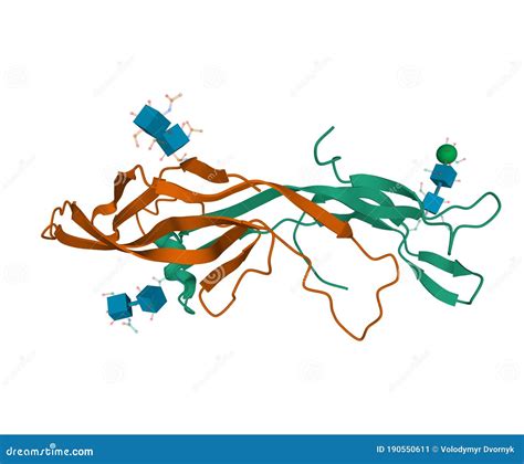 A 3d Model Of The Recombinant Human Follicle Stimulating Hormone Chains