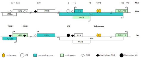 Frontiers The Role Of Long Non Coding Rnas In Genome Formatting And