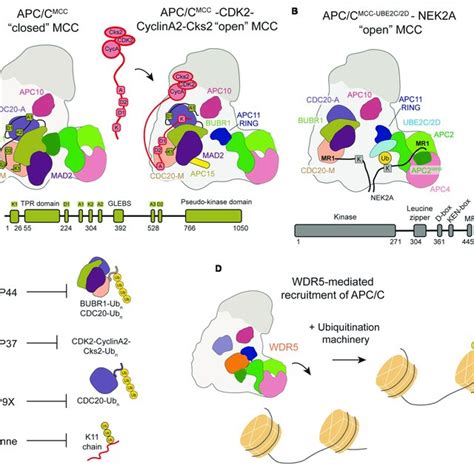Schematic Of Apc C Regulation And Chromatin Regulation By The Apc C