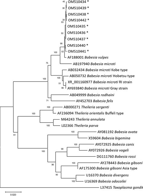 A Neighbor Joining Phylogenetic Tree Constructed Based On The