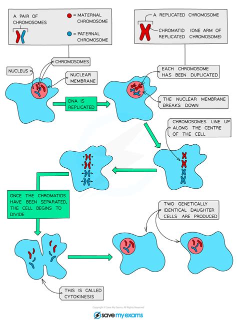 Edexcel Igcse Biology Double Science 复习笔记 3 2 4 Cell Division