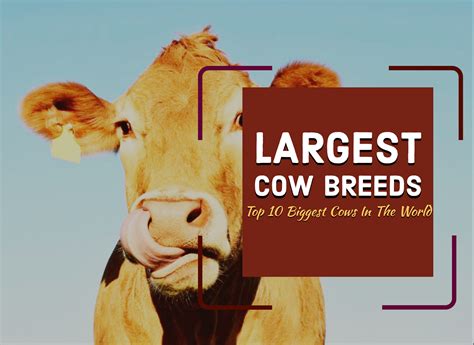 Biggest Cow In The World
