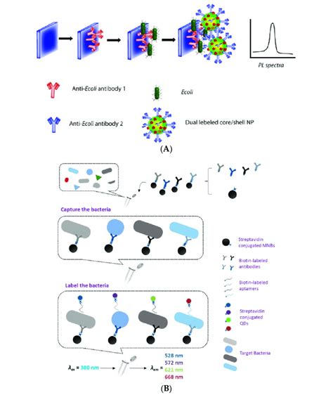 Application Of Fluorescence Biosensor In Foodborne Pathogen Detection