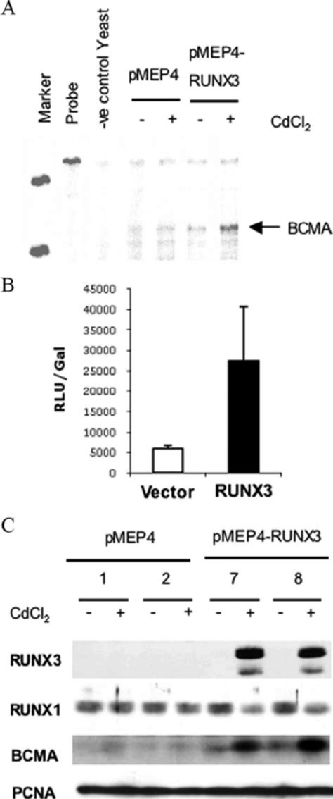 Doxycycline Inducible Runx1c Expression Reduces Growth In Ebv Infected