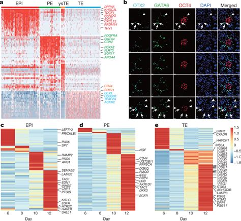 Transcriptome Dynamics At Post Implantation Stages A The Expression