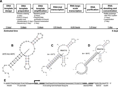 Overview Of The Single Stranded Rna Ssrna Oligonucleotide Preparation