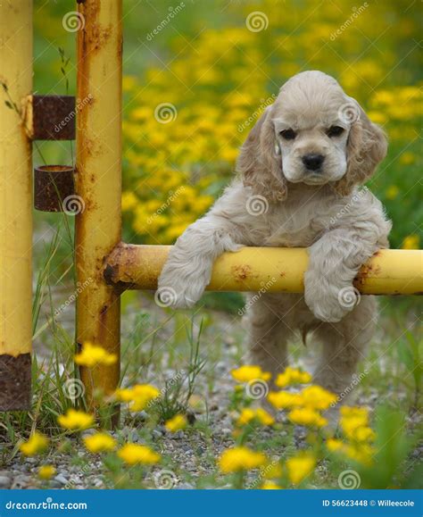 Filhote De Cachorro Bonito Foto De Stock Imagem De Mostra 56623448