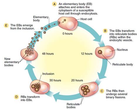 Chlamydia Trachomatis Bacteria Life Cycle