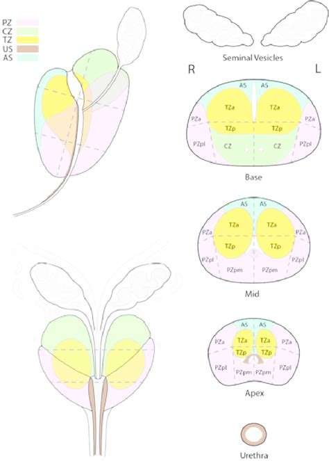 Prostate Sector Map As Anterior Fibromuscular Stroma Cz Central