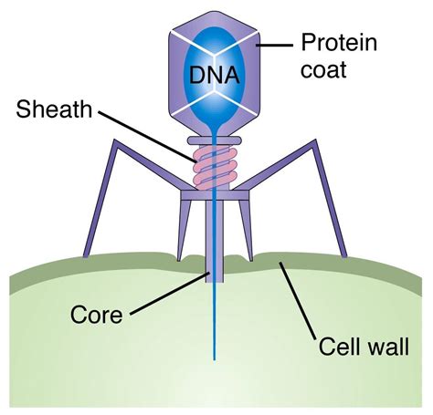 Bacteriophage Diagram