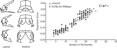 5 Visualization Of Ontogenetic Variation Using Pooled Within Group