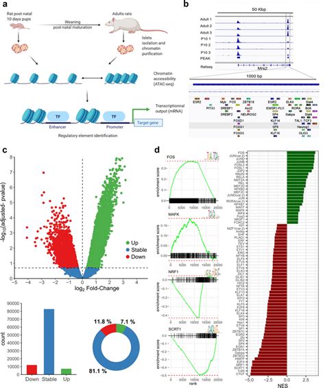 Atac Seq Successfully Identified Accessible Sites Acs And