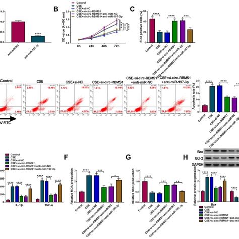 Circ Rbms1 Knockdown Reversed Cse Induced Apoptosis Inflammation And