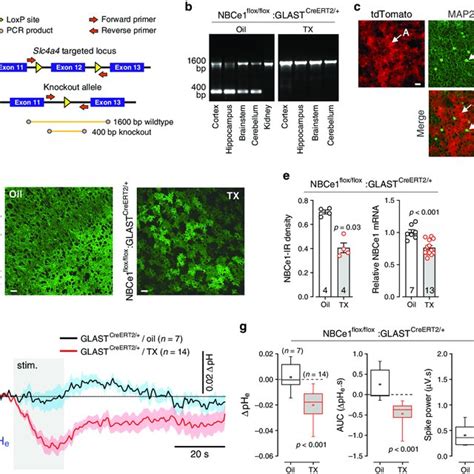 Nbce1 Gene Slc4a4 Is Expressed Predominantly In Astrocytes A