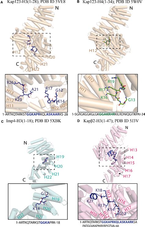 Structures Of Karyopherins Bound To N Terminal Tails Of H3 And H4