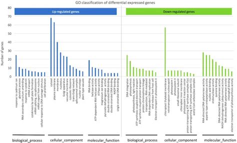 Comparative Transcriptomic Analysis Identifies Genes Responsible For
