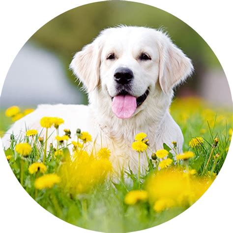cropping an image in a circular way using python stack