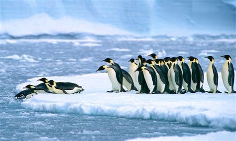 Pingüino Emperador En Peligro De Extinción Ante El Inusual Deshielo