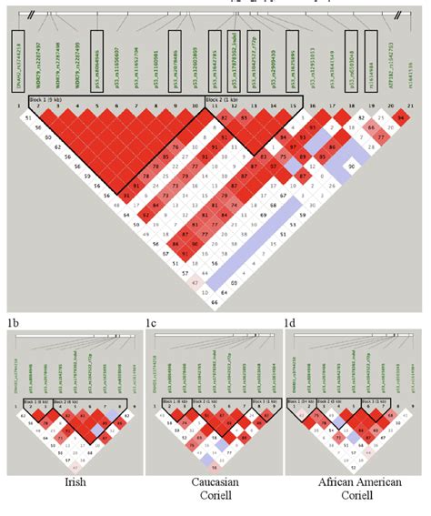 Construction Of A High Resolution Linkage Disequilibrium Map To