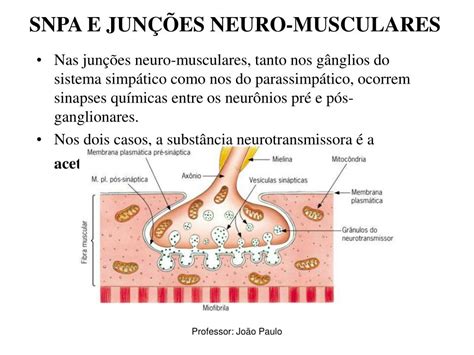 Ppt Sistema Nervoso Powerpoint Presentation Free Download Id 4865901