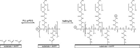Schematic Diagram Of The Covalent Immobilization Of Pll G Peg Onto