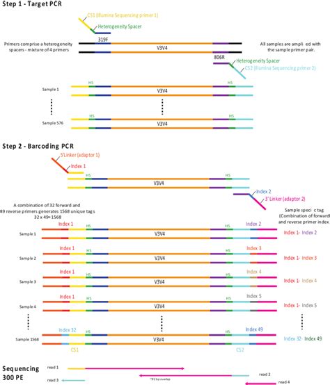 Illumina Amplicon Library Preparation Through 2 Step Pcr Amplification