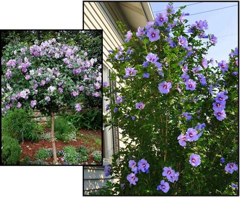Rose Of Sharon Purple – Hinsdale Nurseries