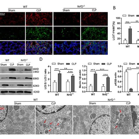 Nrf2 Deficiency Inhibits Clp−induced Upregulation Of Autophagy Level In