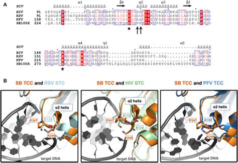 Sequence Alignment And Structural Superposition Identify P247 And K248