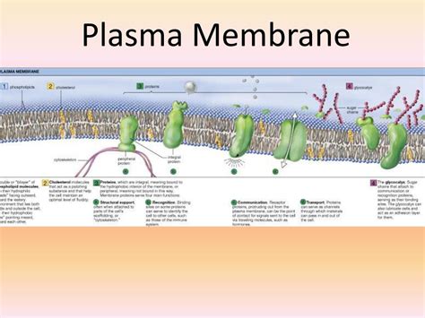 Ppt Plasma Membrane Powerpoint Presentation Free Download Id 6903944