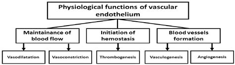 Figure 1 From Role Of Vascular Endothelium In Hypertension