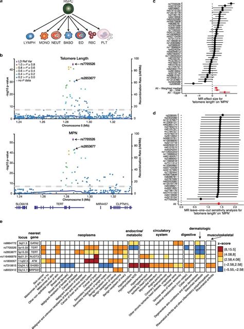 Shared Genetic Associations Between Mpn Risk And Other Phenotypes A