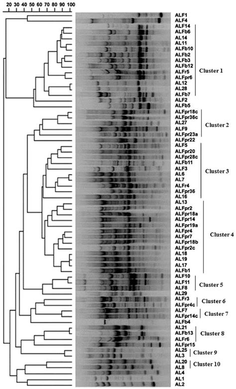Dendrogram Showing Genetic Relatedness Of 66 Micromonospora Strains