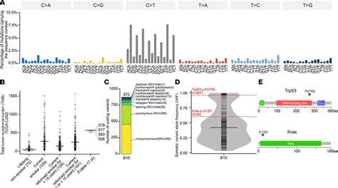 Somatic Mutation Profile Of Fvbw 17 Represents A Classic Alkylating