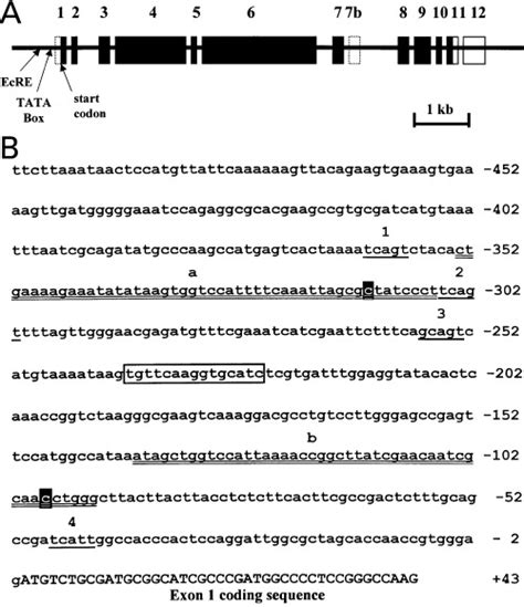 Nucleotide And Deduced Amino Acid Sequences Of Lccs 1 Determined From