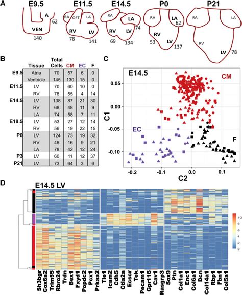 Harvard Researchers Use Scrna Seq To Create Temporal And Spatial Atlas