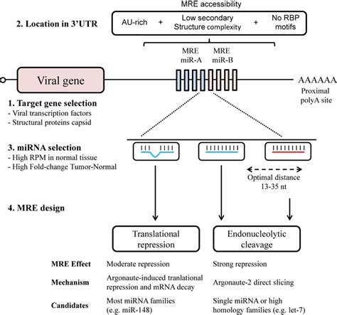Microrna Response Element Mre Design For An Optimal Selectivity Of