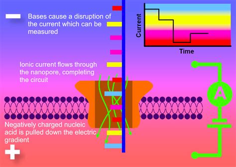 Nanopore Sequencing Summary