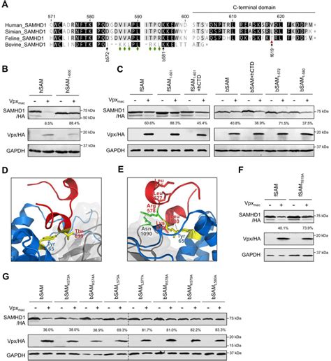 Vpx Induced Degradation Of The C Terminal Domain Ctd Mutants Of