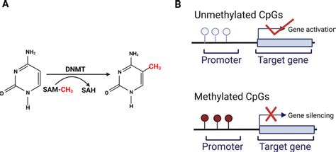Formation Of Dna Methylation And Its Regulation Of Gene Expression A