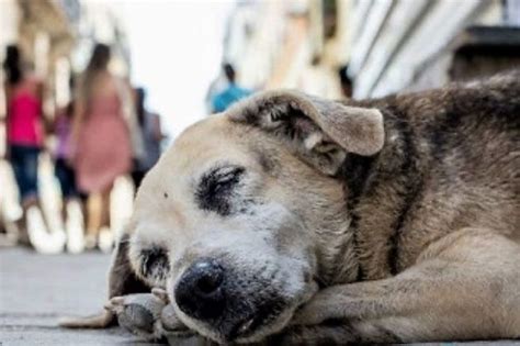Ajuaa Punto Com Gatos Y Perros En Situación De Calle ¿qué Tan Grave Es
