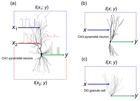 The Structural Aspects Of Neural Dynamics And Information Flow