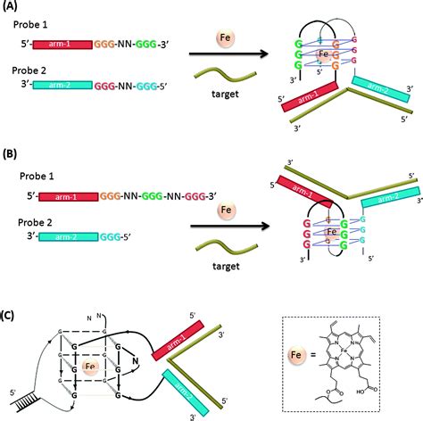 Isothermal Amplified Detection Of Dna And Rna Molecular Biosystems