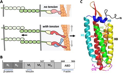 Structural Basis Of αe Catenin F Actin Catch Bond Behavior Elife