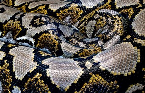 is switching from python to java is a good idea codementor