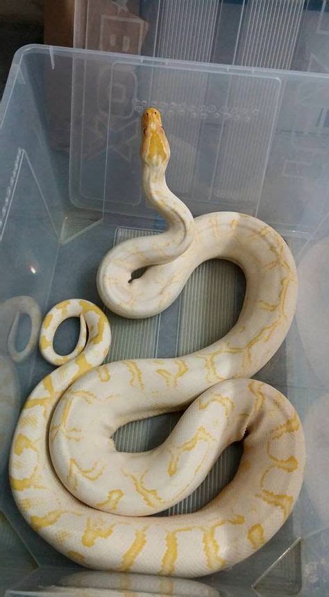 7 burmese python ideas in 2021 burmese python python