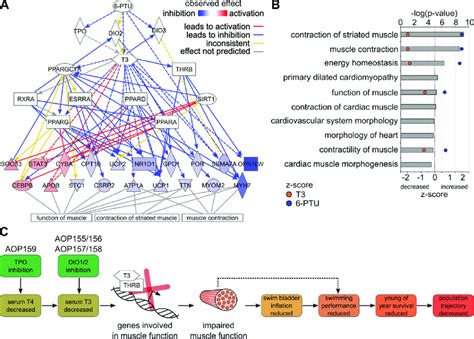 Upstream Regulator And Downstream Effect Analysis Of T3 6 Ptu Target